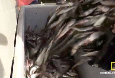 Sustainability: Bluefin Bait | National Geographic Society