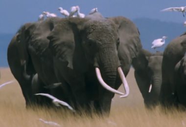Elephants 101 | National Geographic Society