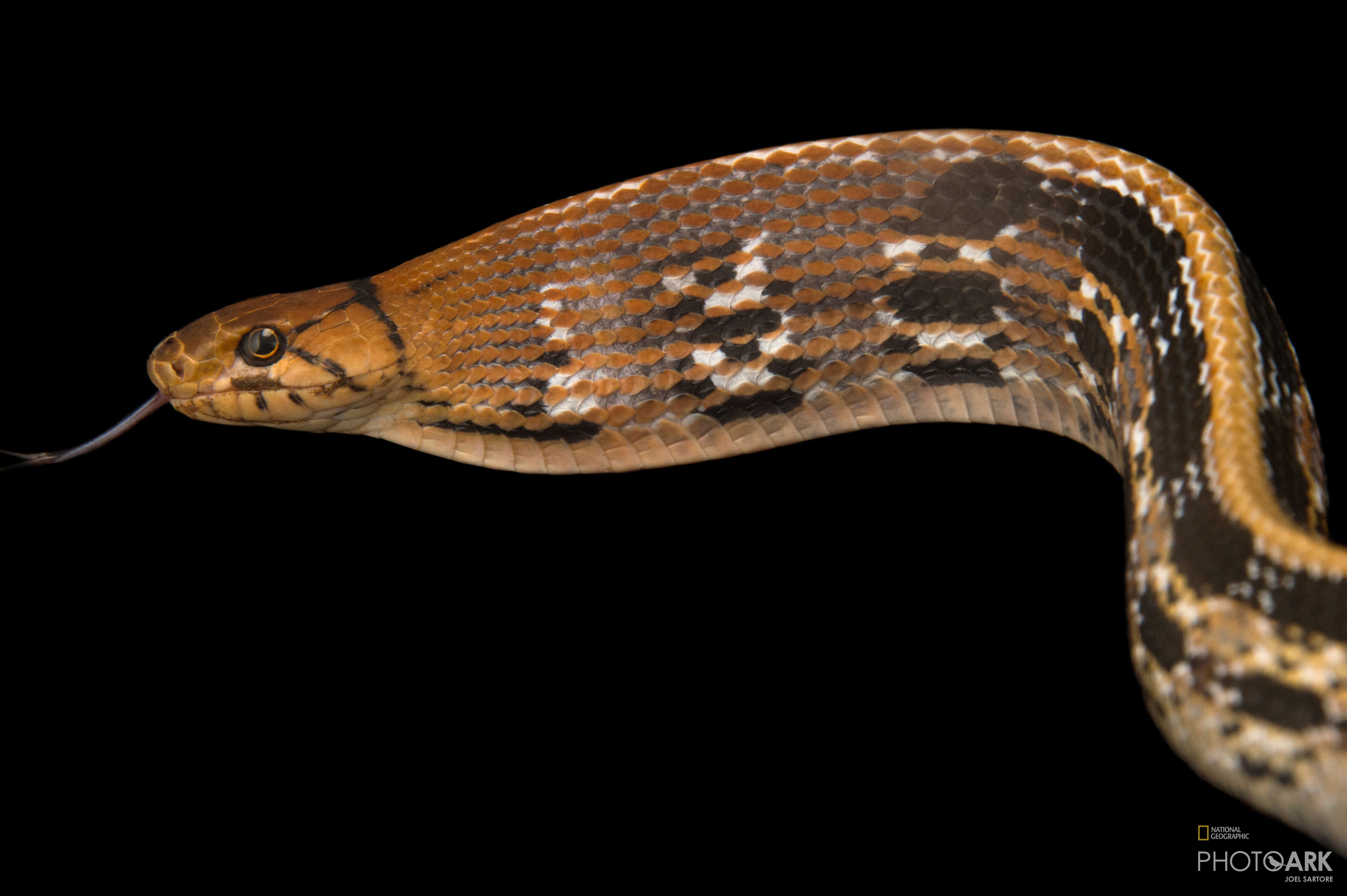 Photo Ark Home Copper-Headed Trinket Snake | National Geographic Society