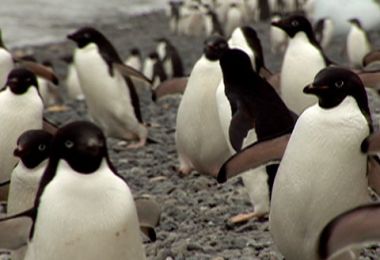 Antarctic Penguins | National Geographic Society