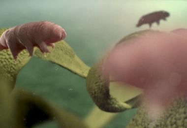 Extremophiles 101 | National Geographic Society