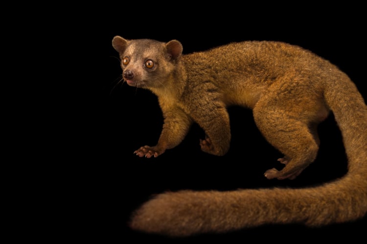 Photo Ark Home Northern Olingo | National Geographic Society