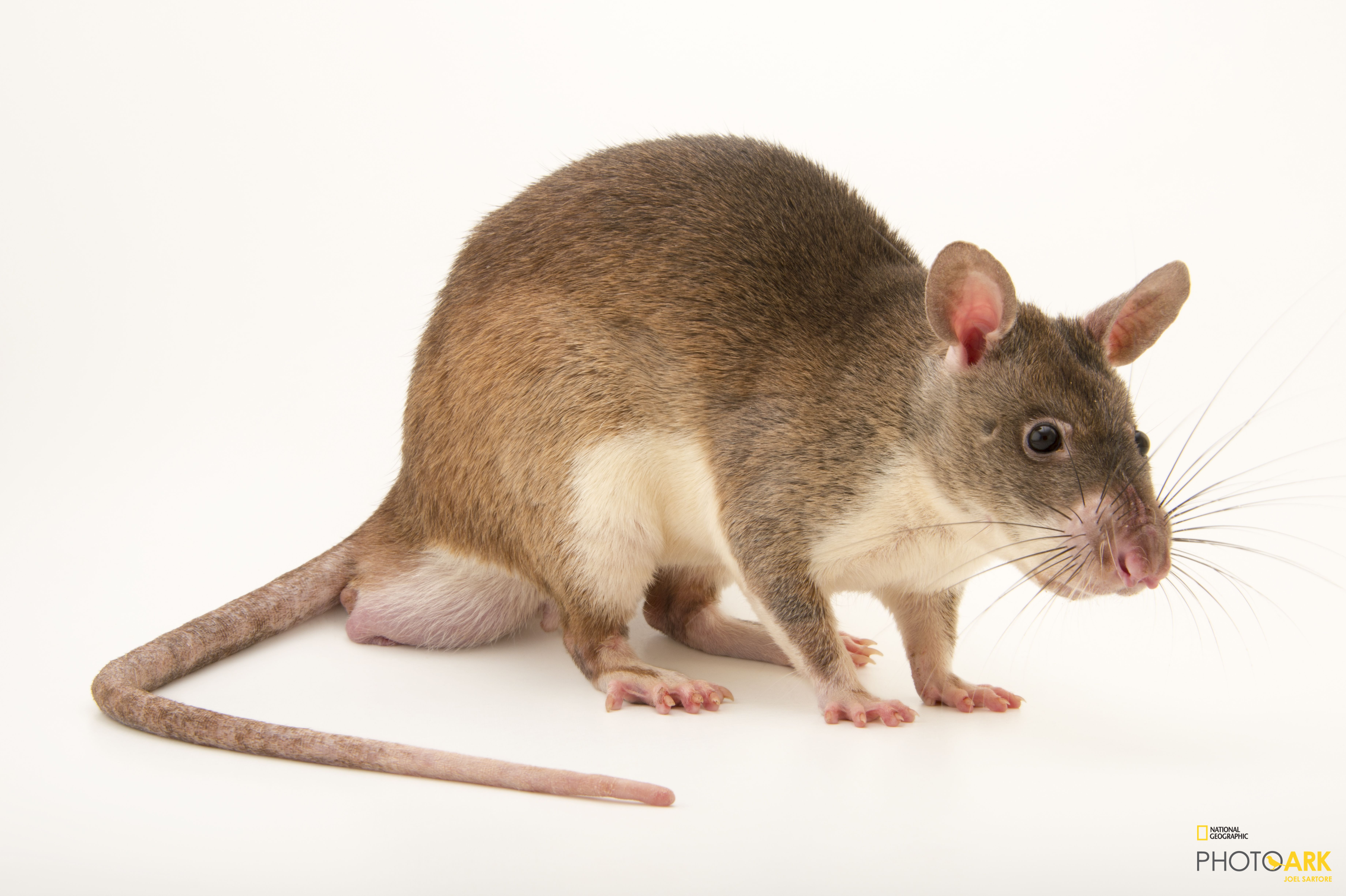 Photo Ark Home Forest Giant Pouched Rat | National Geographic Society