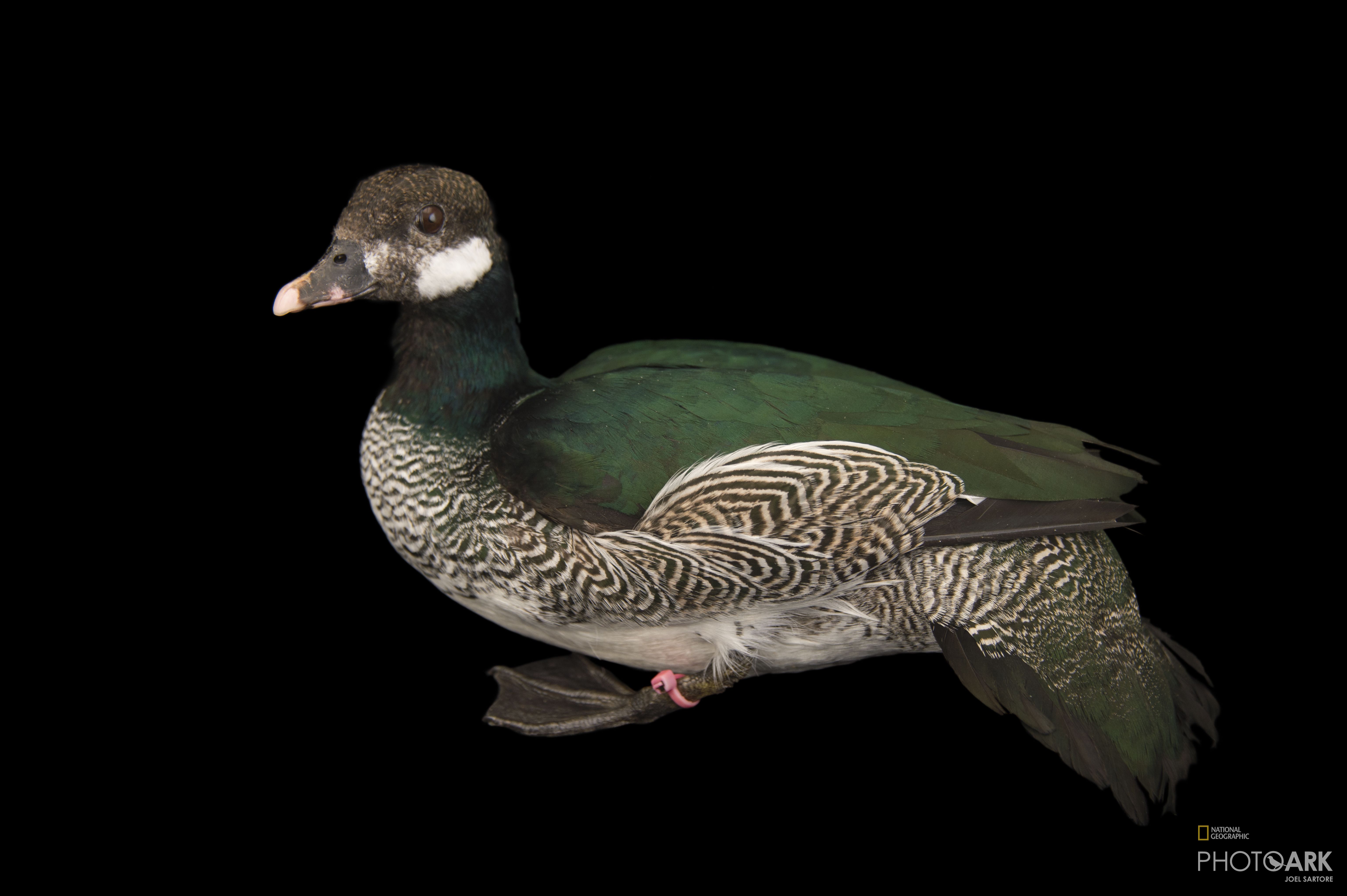 Photo Ark Home Male Green Pygmy Goose | National Geographic Society