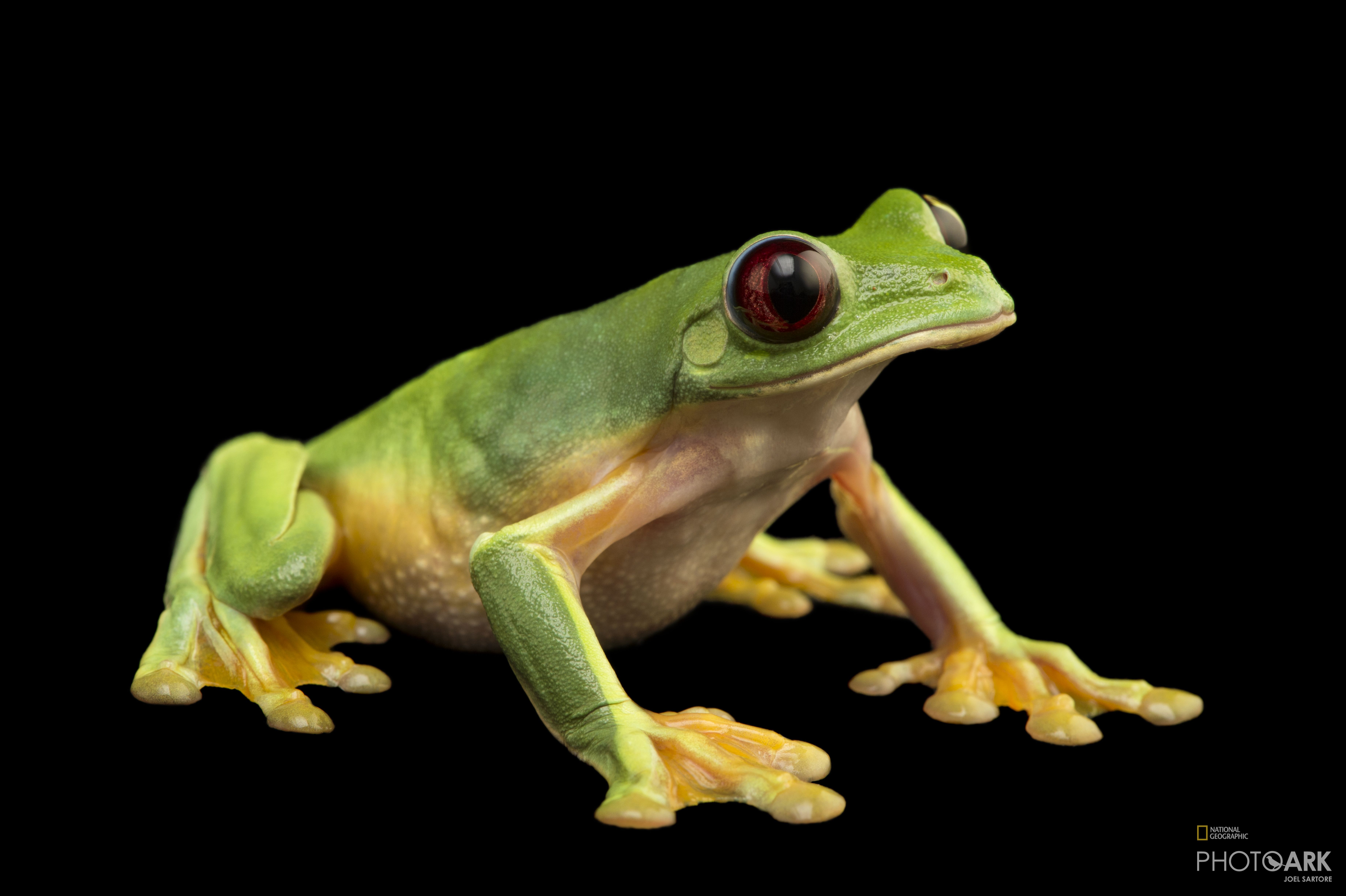Photo Ark Home Pink-Sided Tree Frog | National Geographic Society
