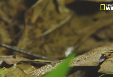 Indonesia's Forest Floor | National Geographic Society