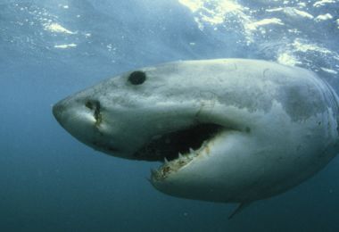 Demon Fish | National Geographic Society