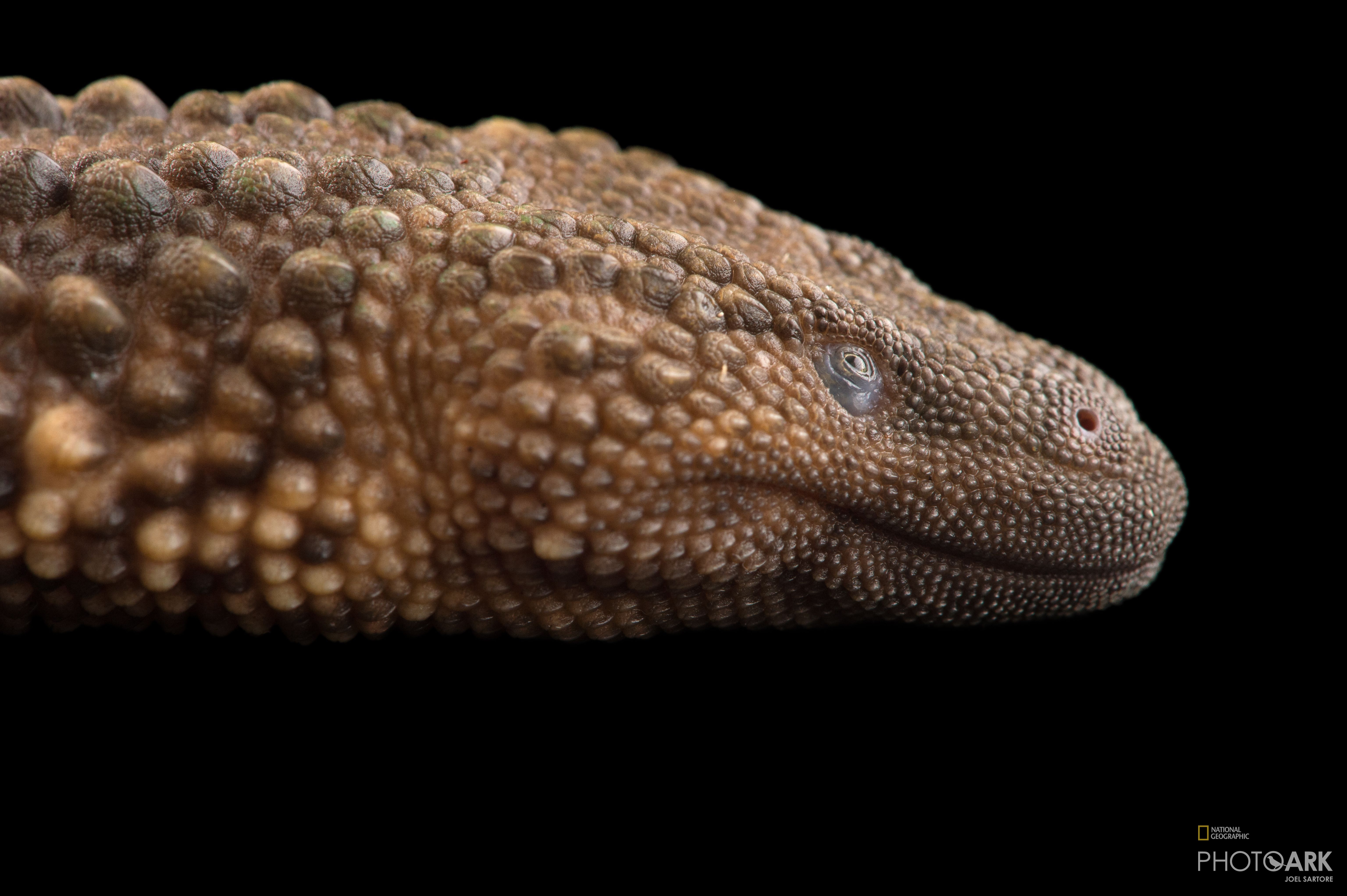 Photo Ark Home Earless Monitor Lizard | National Geographic Society