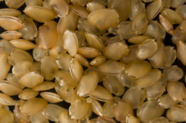 Photo Ark Home Group Of Juvenile Pink Mucket Mussels | National ...