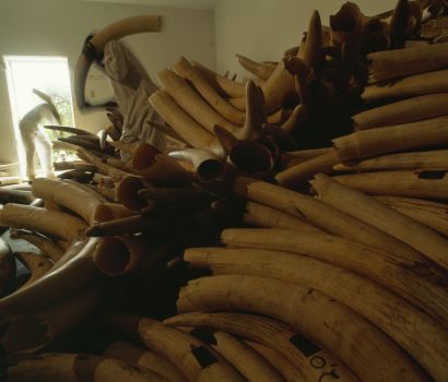 Be Like Jane: Observing, Conserving, and Communicating | National ...