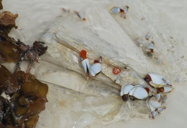 Great Pacific Garbage Patch | National Geographic Society