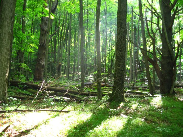 🔥 Two types of vegetation. 5 Major Types Of Vegetation In The World ...