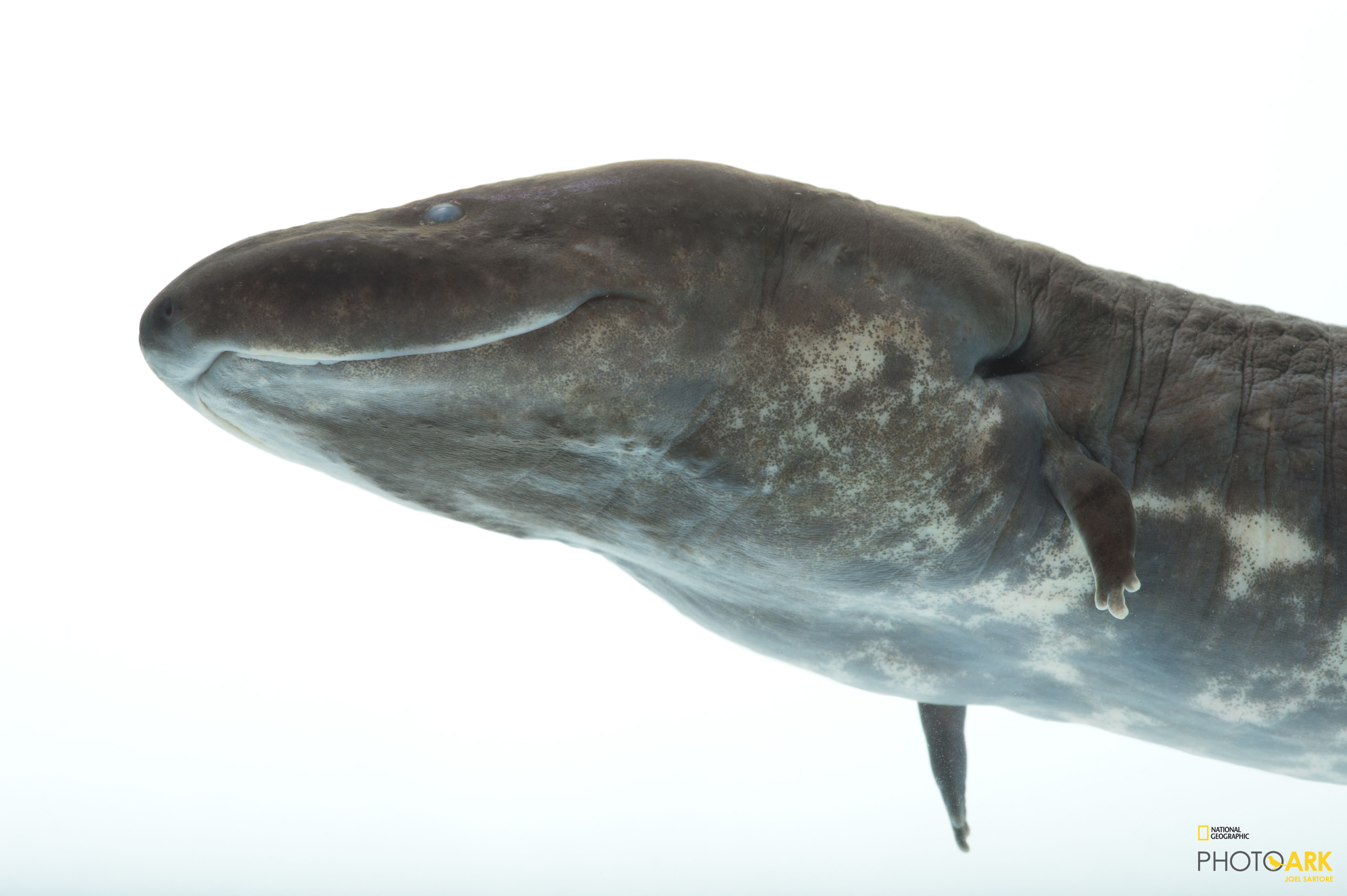 Photo Ark Home Three Toed Amphiuma | National Geographic Society