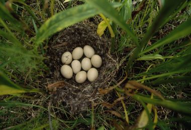 Sexual Reproduction | National Geographic Society