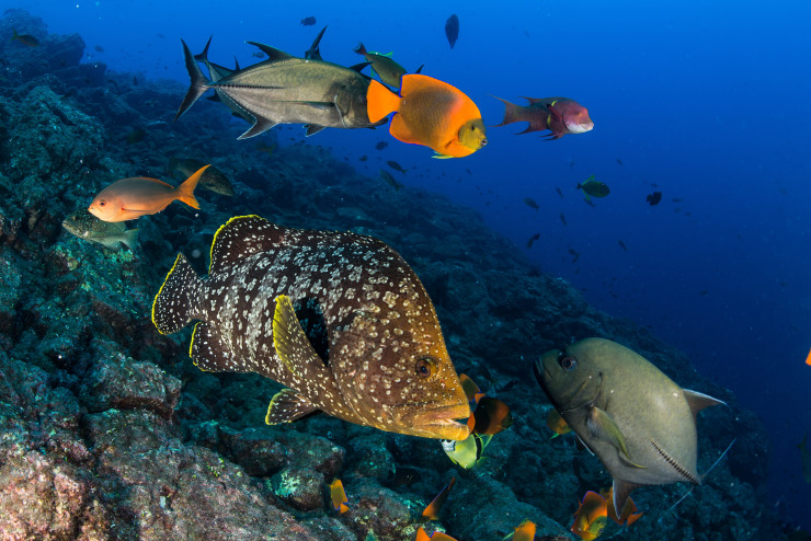 Global Study of 34 Countries: Ocean Protection Delivers Massive ...