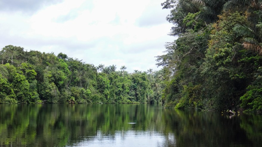 New Study: One Size Approach Does Not Fit All Rainforests