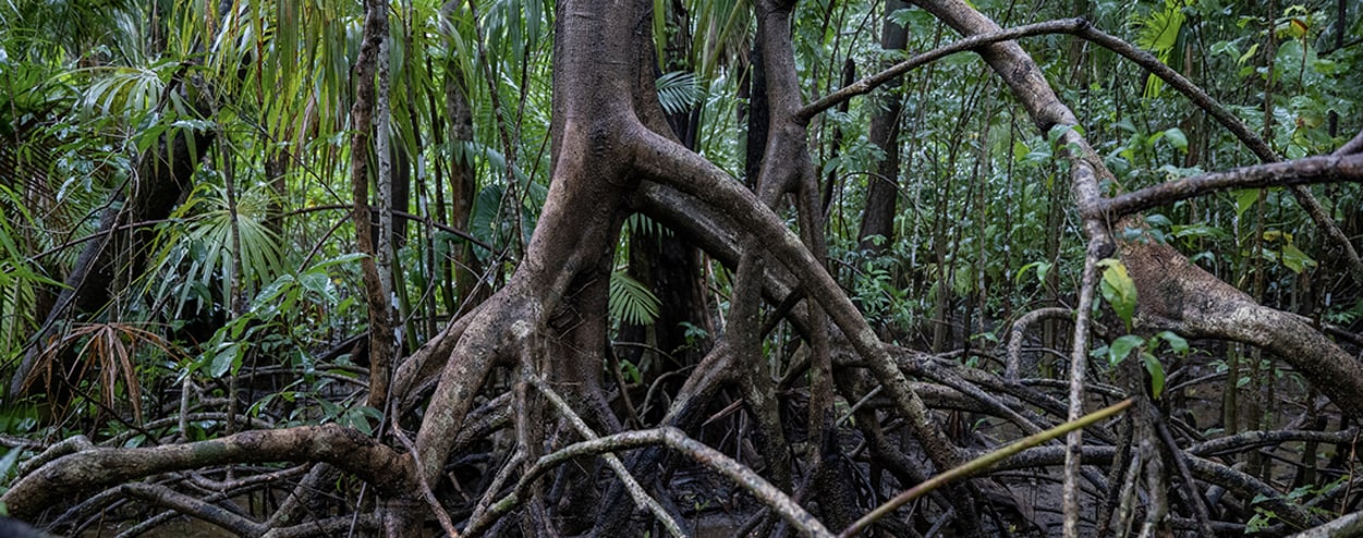 New Study: One of a Kind Freshwater Mangrove Forests Discovered in the ...