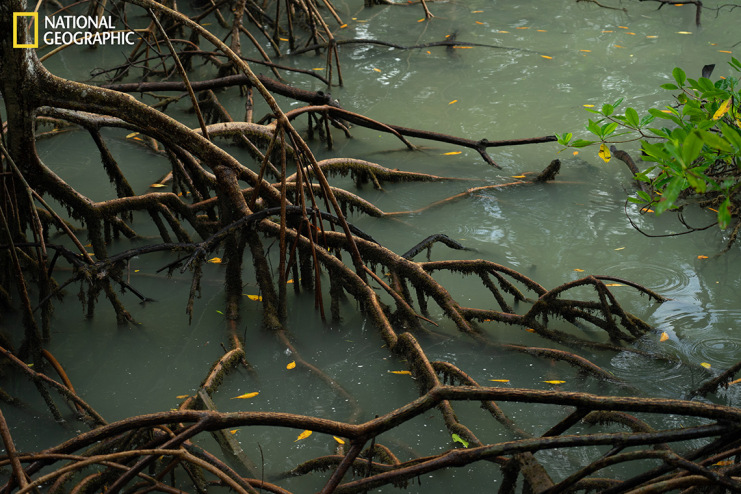Brazil’s mangrove forests represent untapped blue carbon banks, says ...