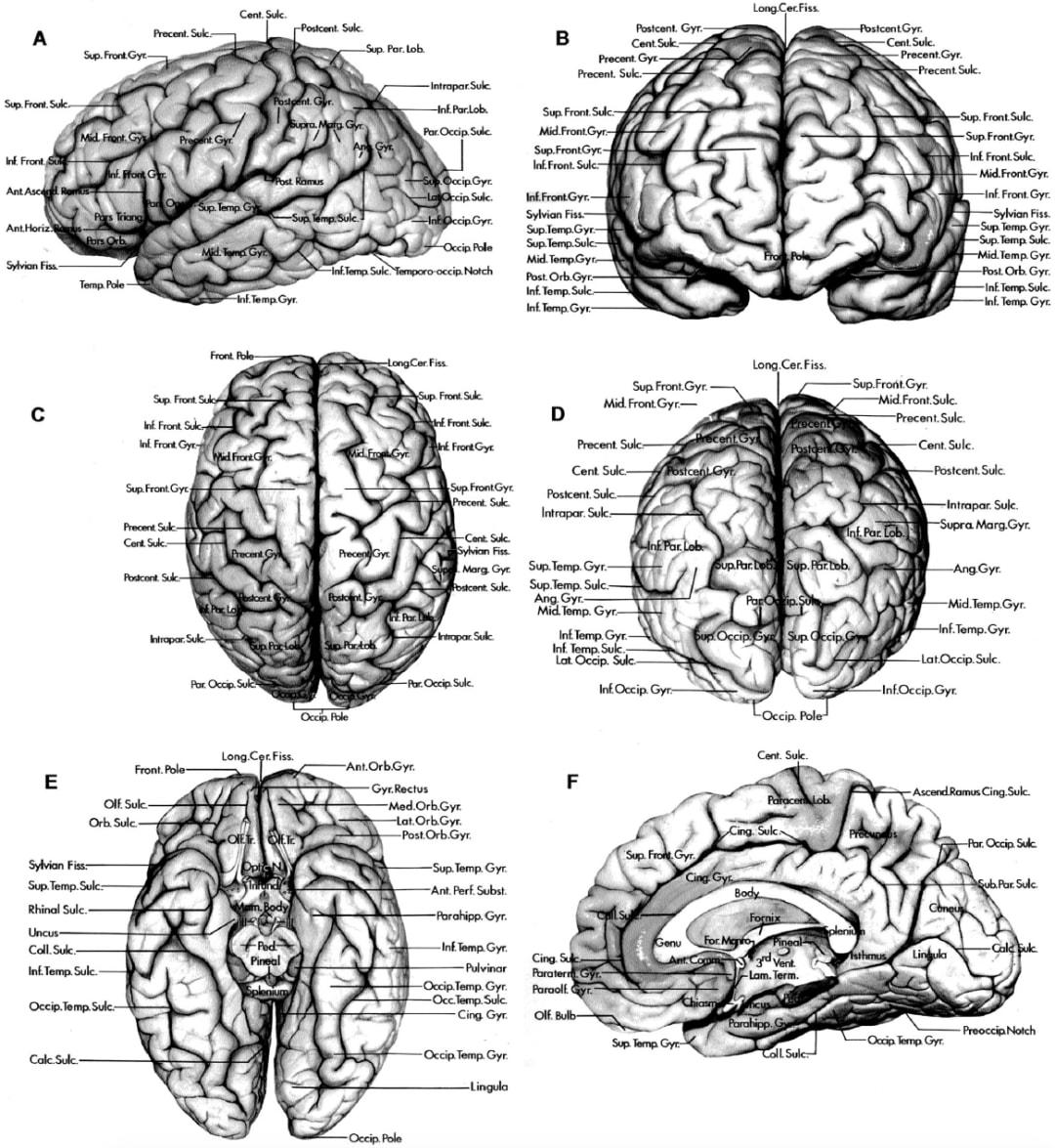 Lateral, Medial, and Inferior Surfaces of the Cerebral Hemispheres ...