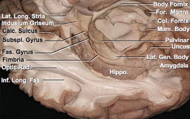 Medial Temporal Lobe | Neuroanatomy | The Neurosurgical Atlas