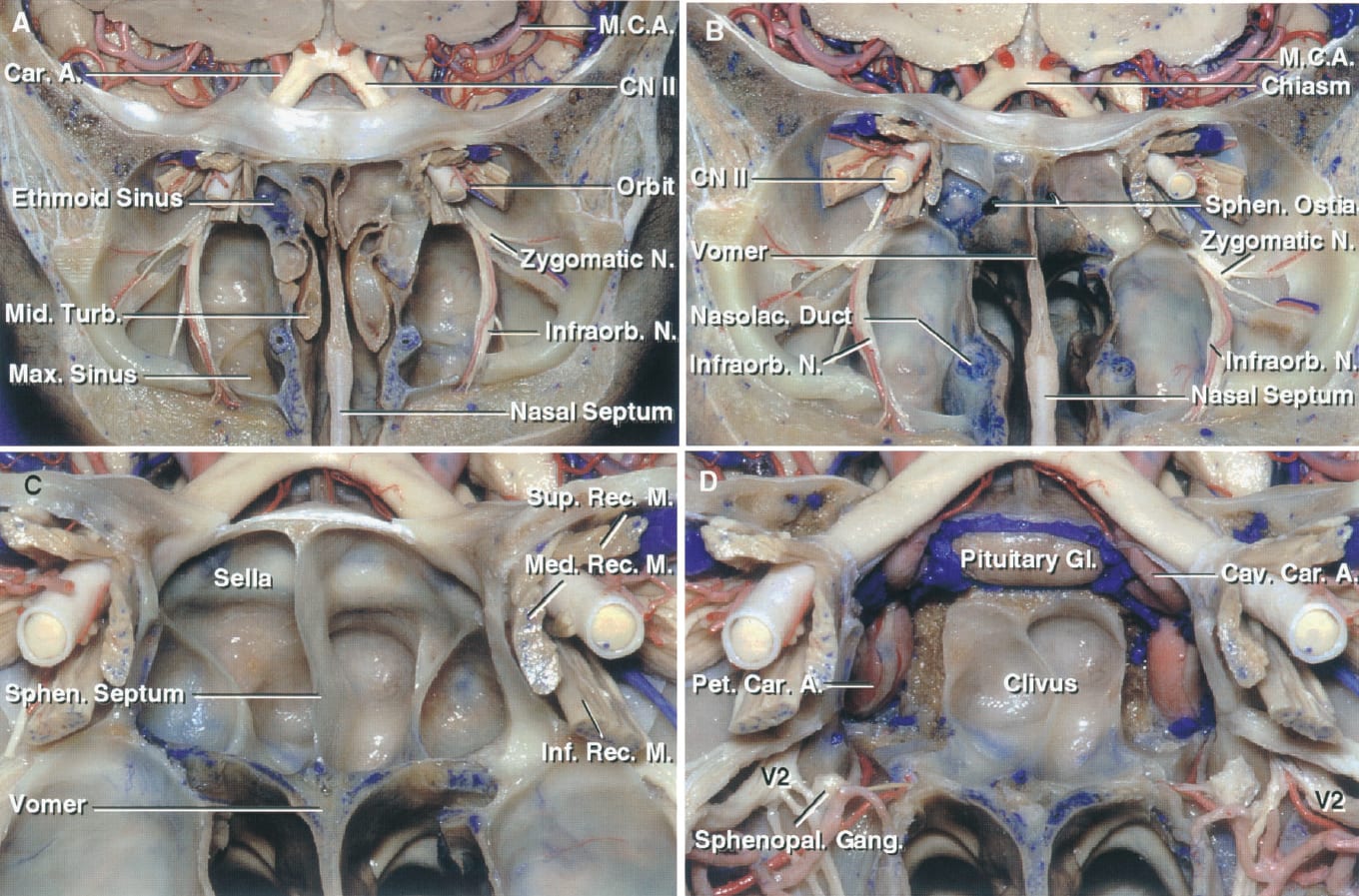 Transnasal Route to the Upper Clivus | Neuroanatomy | The Neurosurgical ...