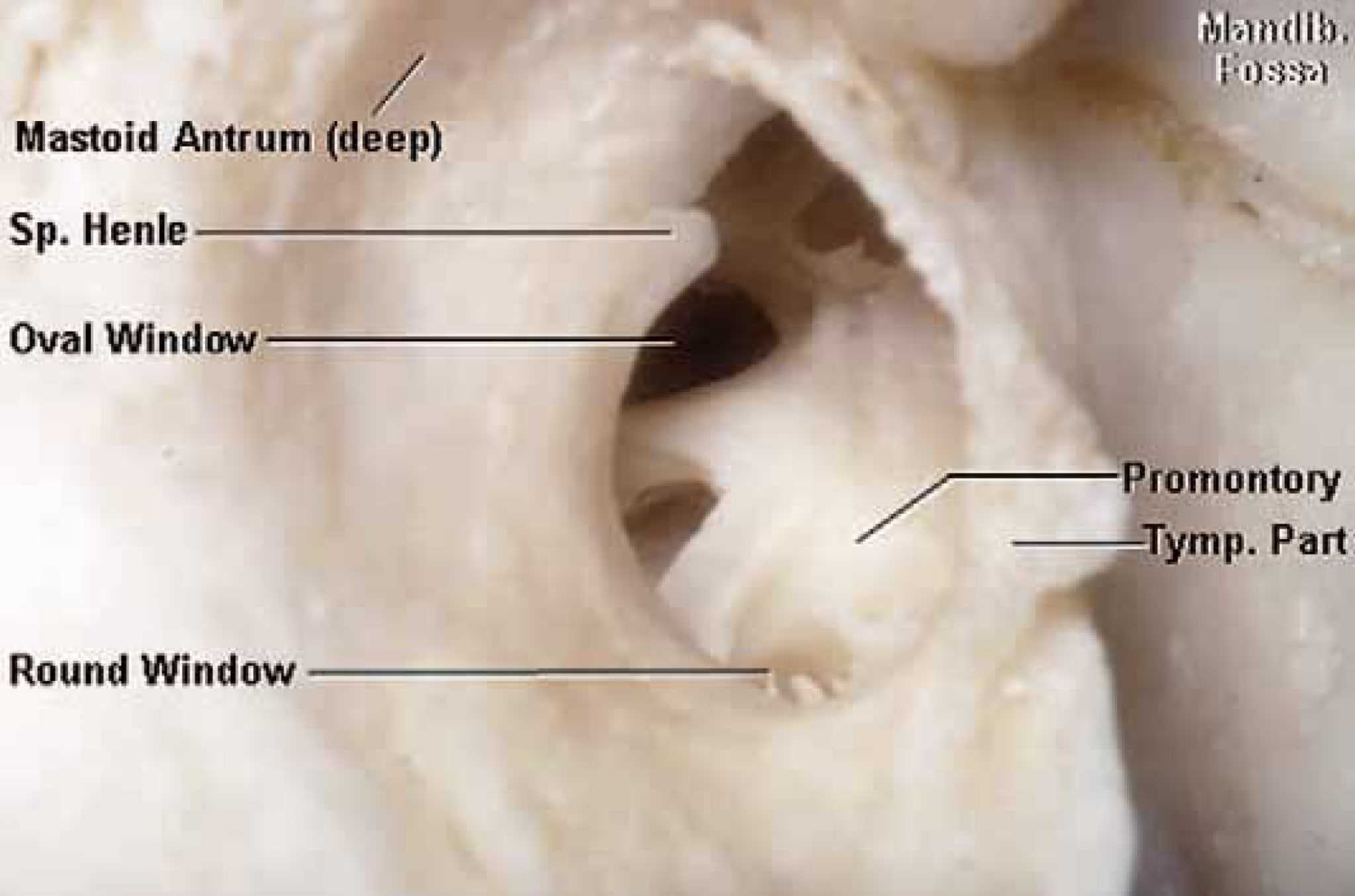 Enlarged View of the Right External Acoustic Meatus | Neuroanatomy ...