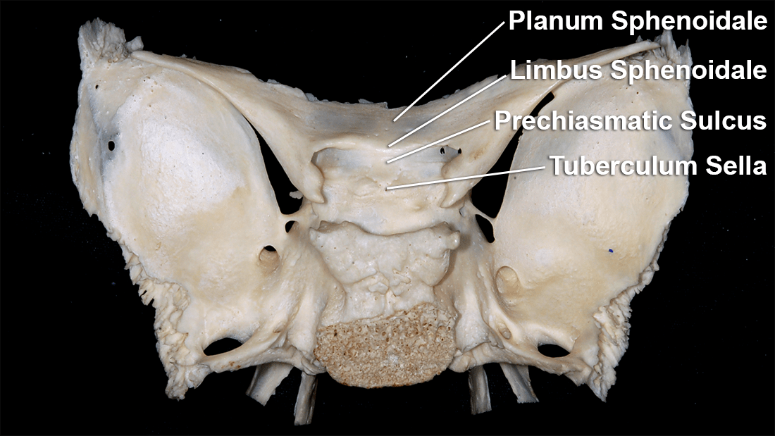 Endoscopic Skull Base Anatomy | Cohen Collection | Volumes | The ...