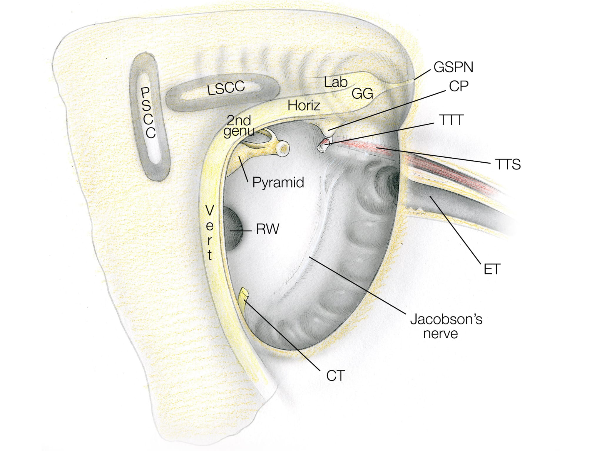 Facial Nerve Anatomy | Jackler Collection | Volumes | The Neurosurgical ...