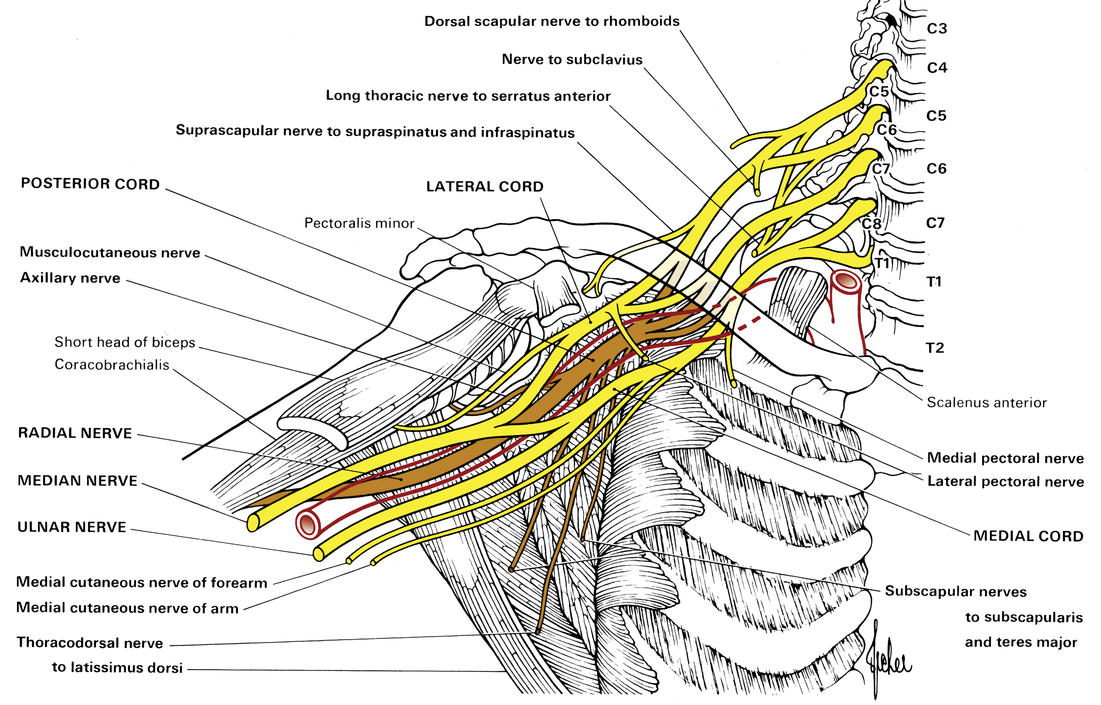 Lumbar Plexus
