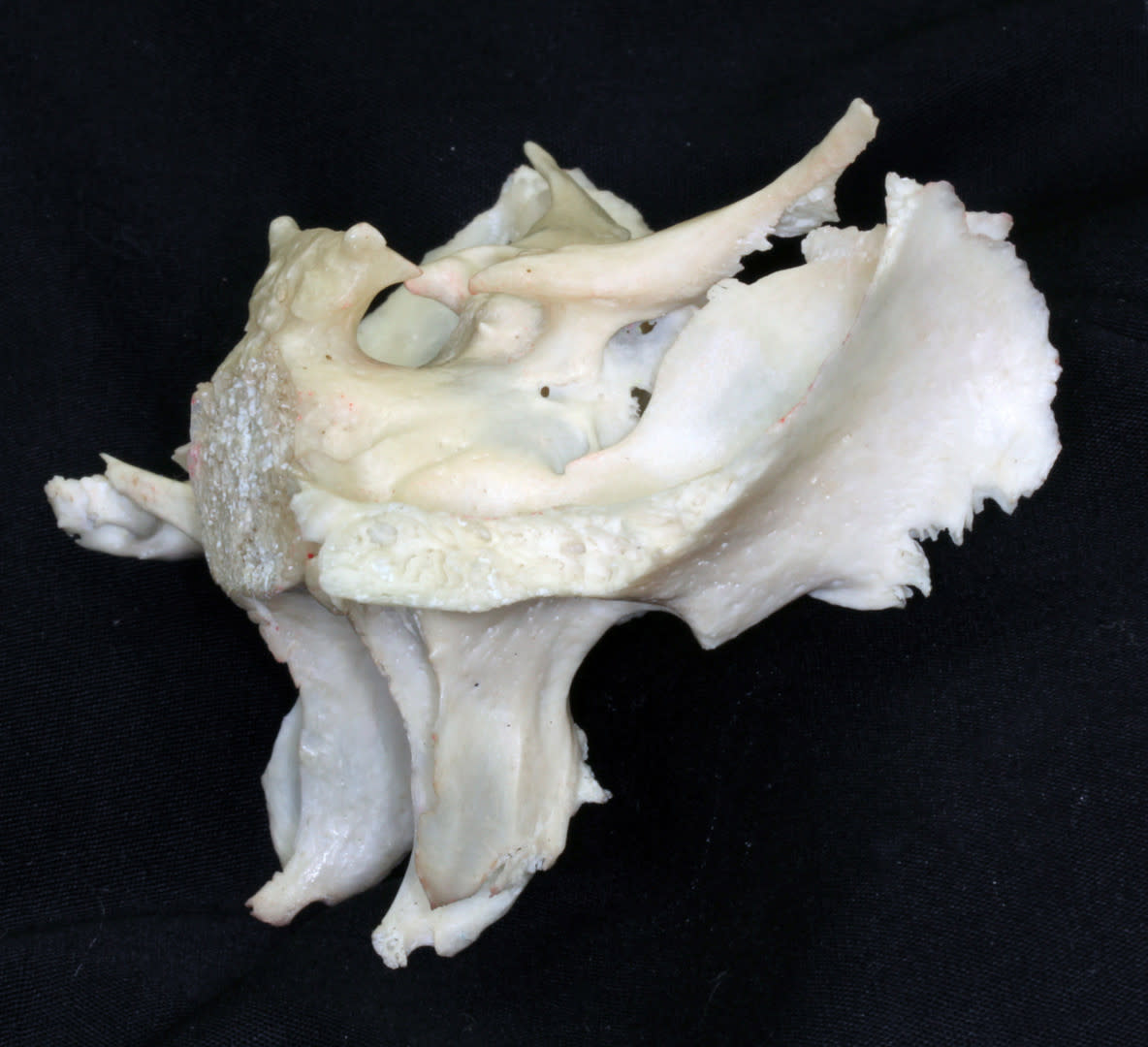 Right Lateral View of the Sphenoid Bone | Neuroanatomy | The ...