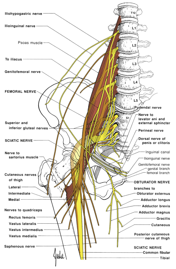 Brachial and Lumbar Plexus | Boards Collection | Volumes | The ...