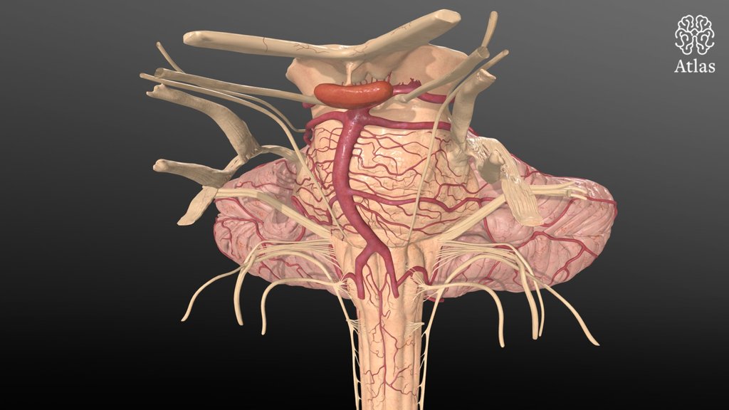 Brain Stem Anatomy Model Brainstem: Location, Anatomy, Parts, Function