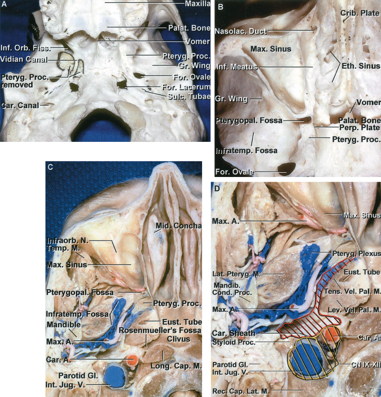 Sphenoid Bone Inferior View Inferior View Of Skull Foramina And