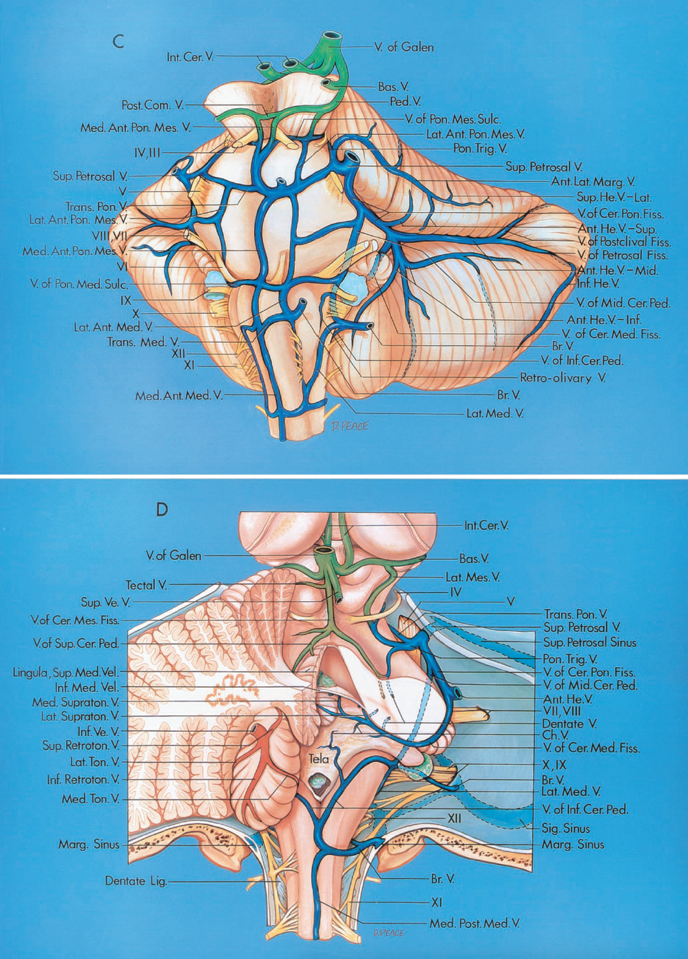 What Are Posterior Fossa Structures