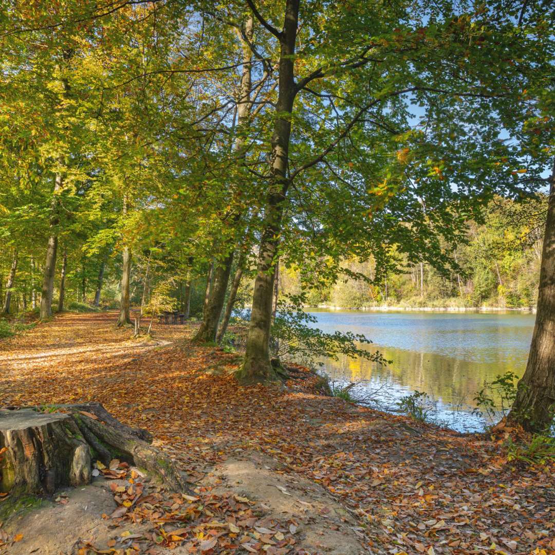 Carnelle Forest | VisitParisRegion