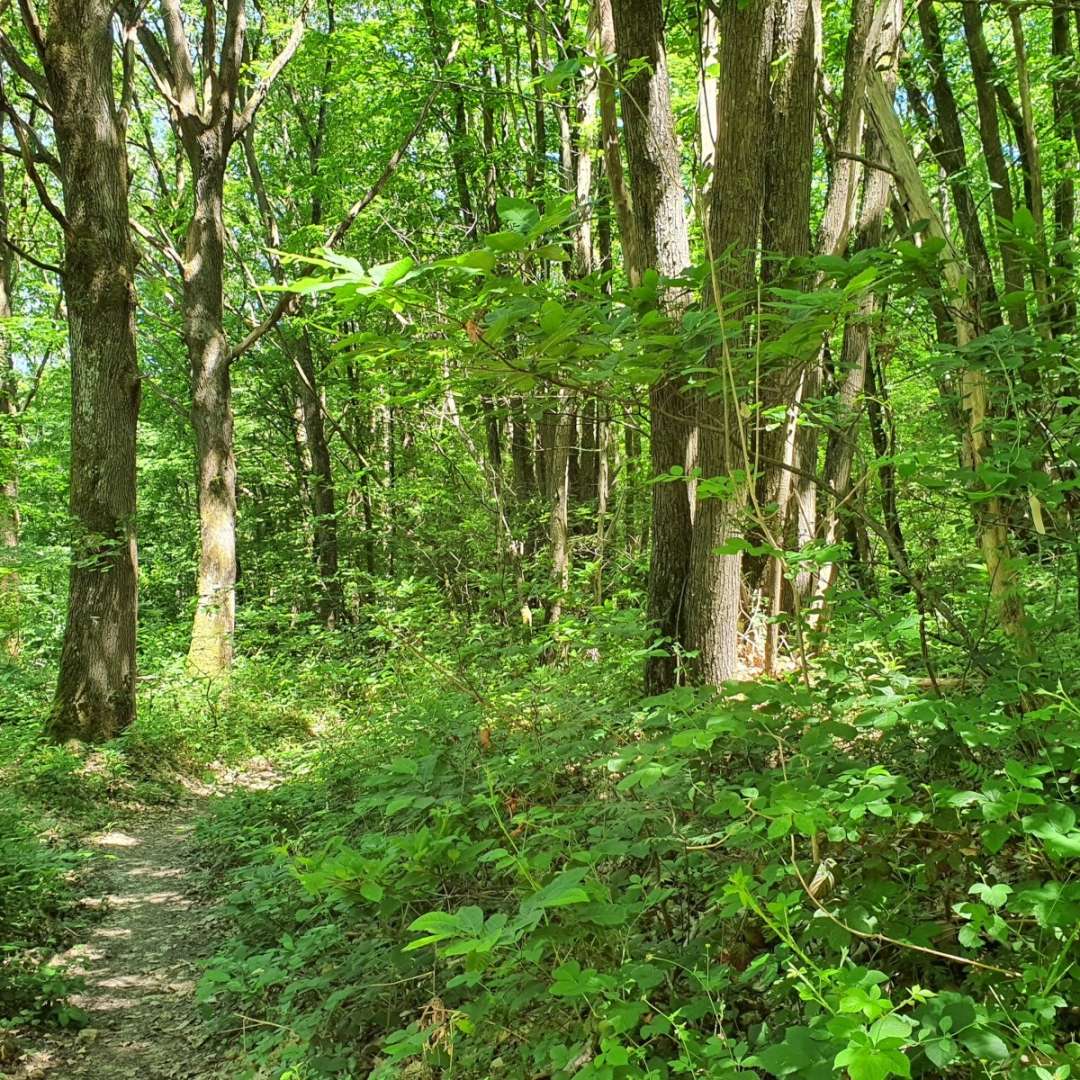 Forêt domaniale de Rambouillet | VisitParisRegion