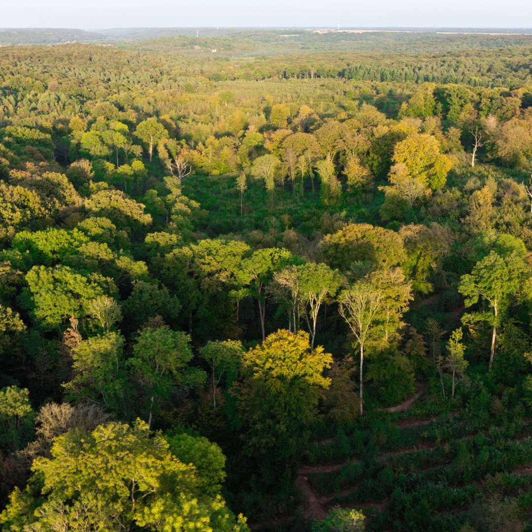 Dourdan National Forest | VisitParisRegion