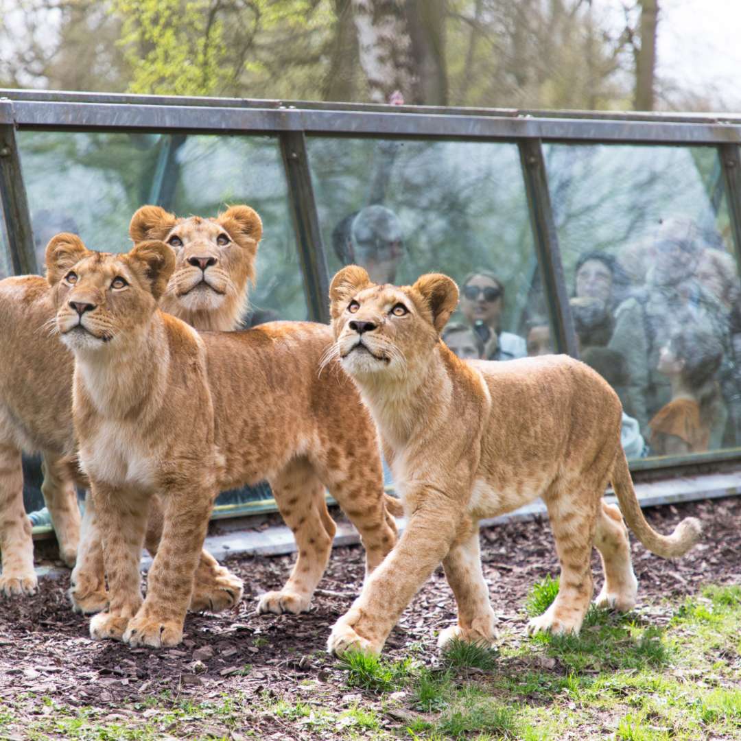 Wow Safari Thoiry | VisitParisRegion