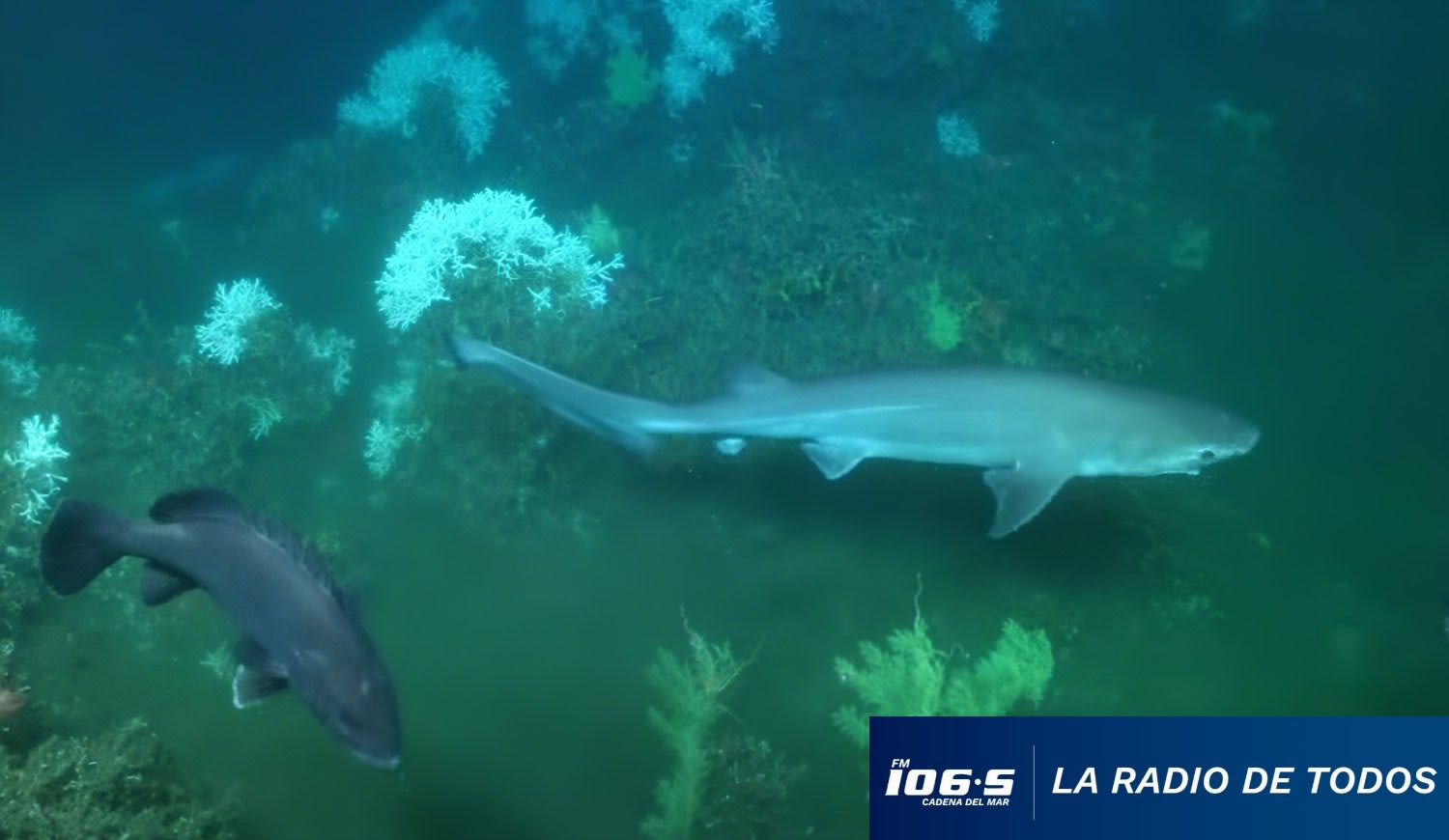 Descubren tiburones grises a 290 m de profundidad en Cabo Polonio
