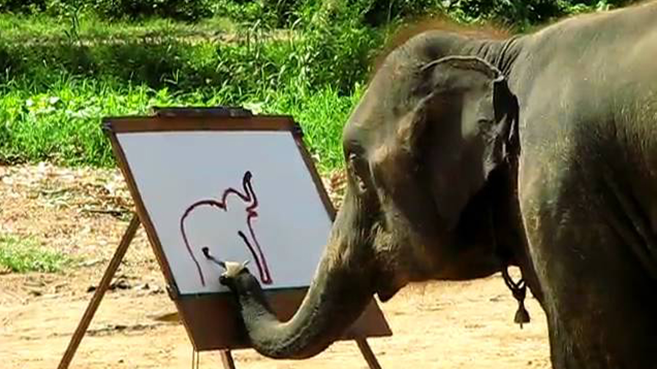 Genius Animals That Will Amaze You | Be Amazed