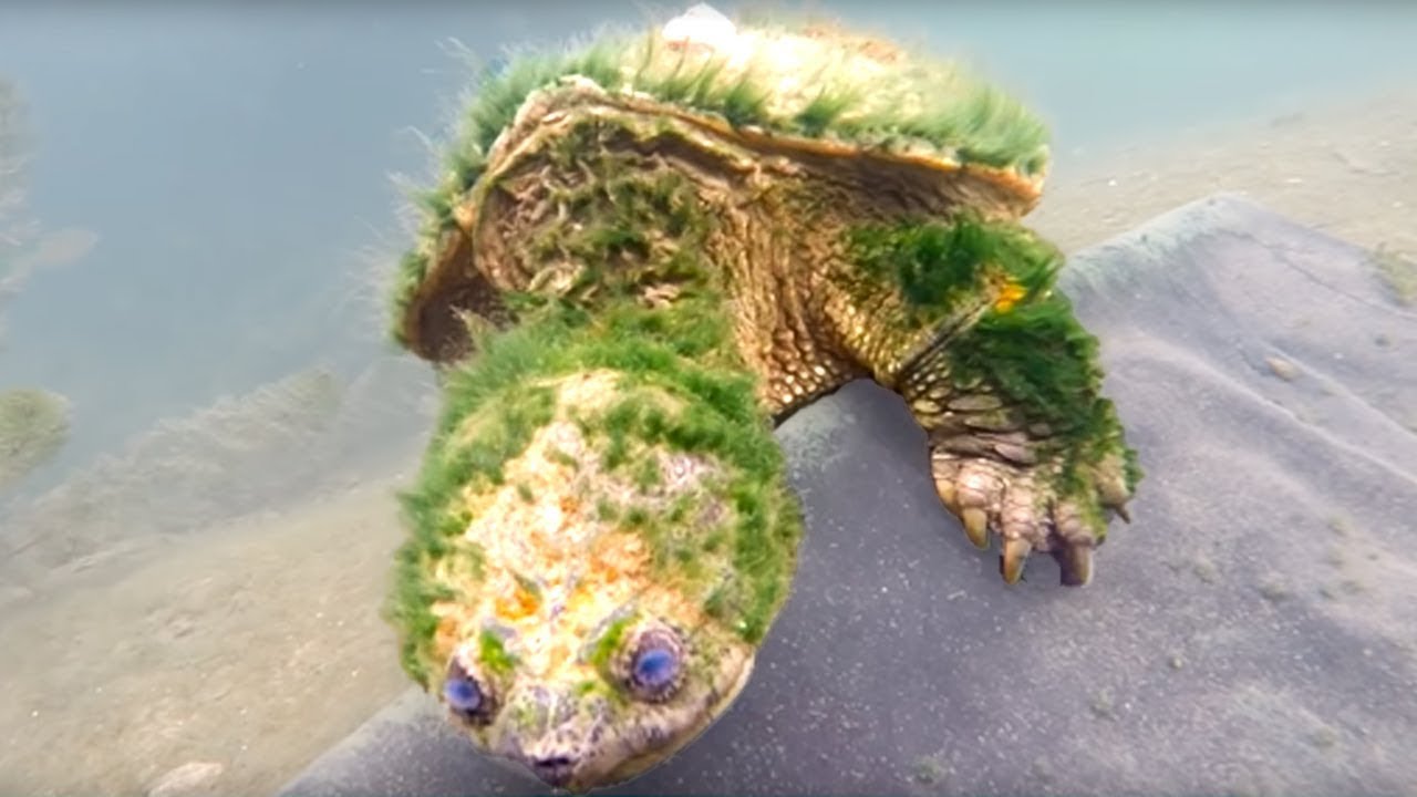 Oldest Creatures That Reveal The SECRETS Of Immortality | Be Amazed