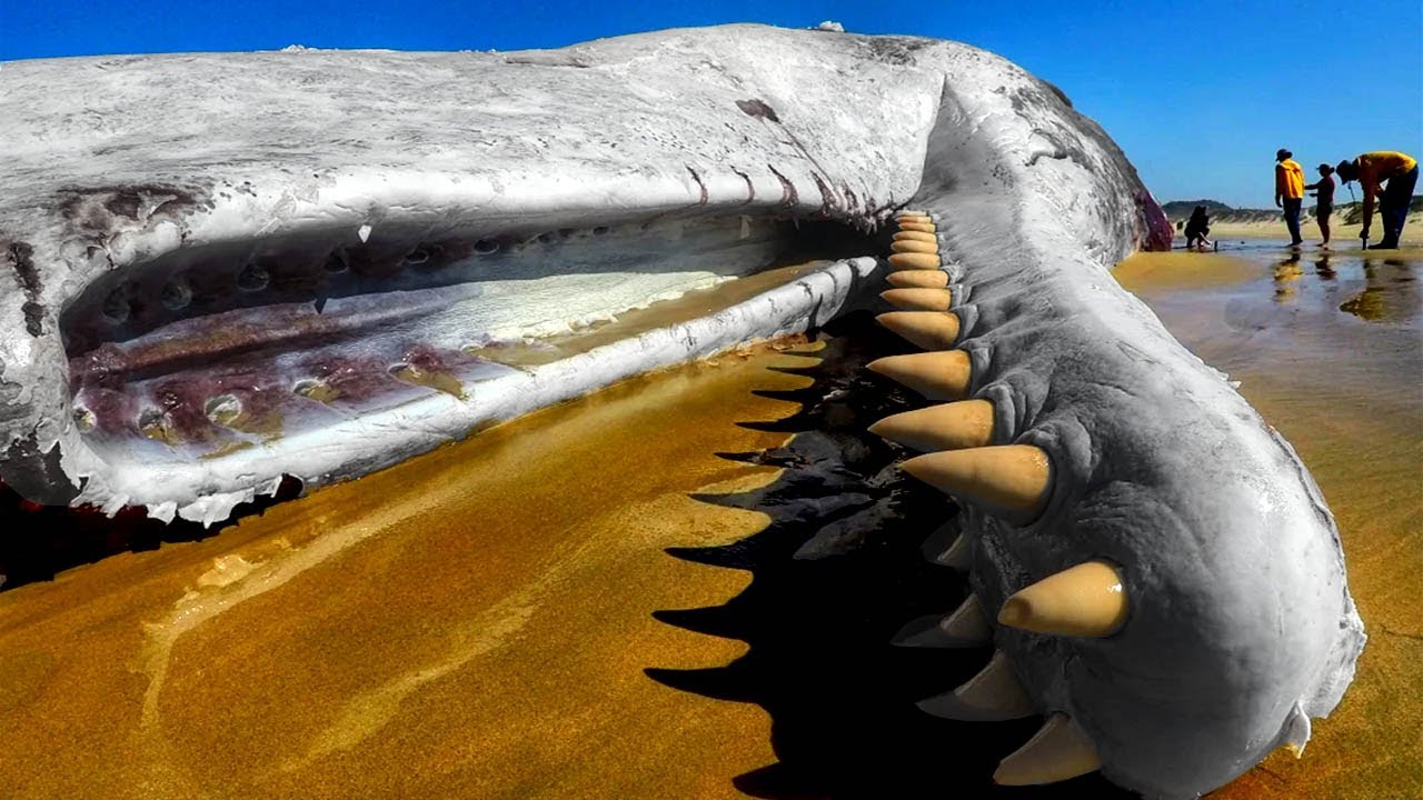 Horrifying Animals You Should Avoid At All Costs | Be Amazed