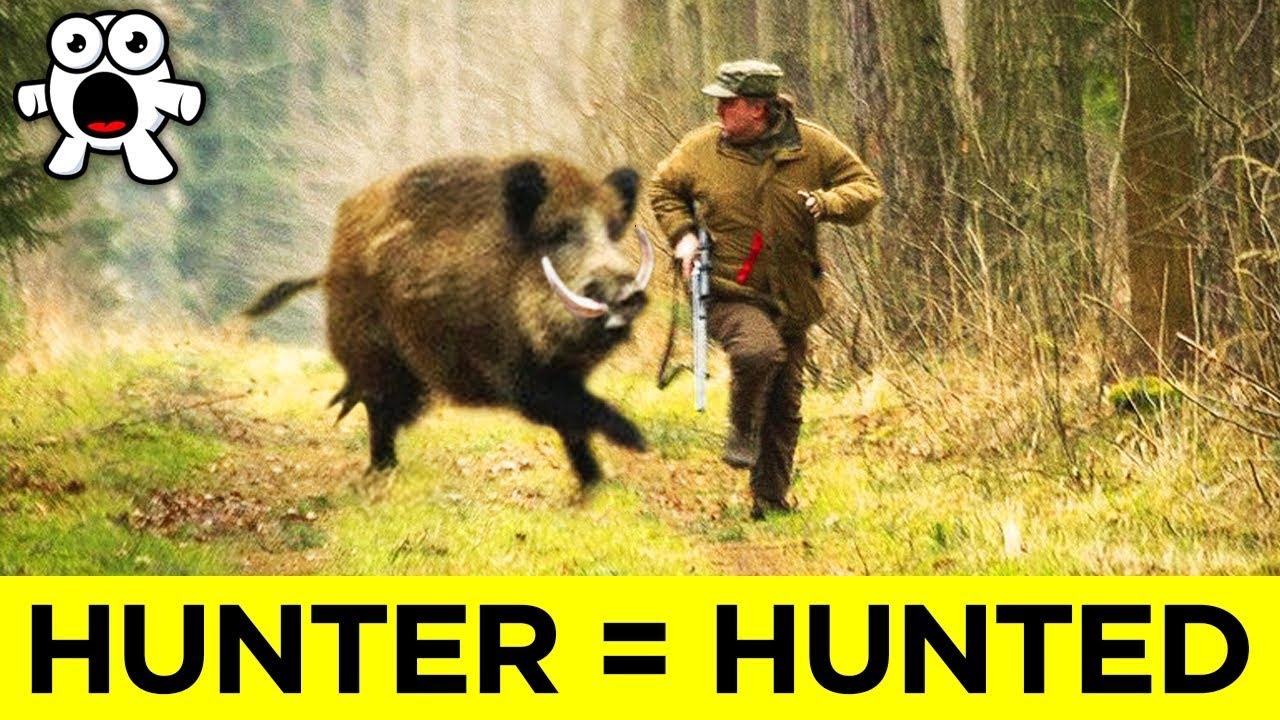 Animals Who Took Revenge On Humans | Be Amazed