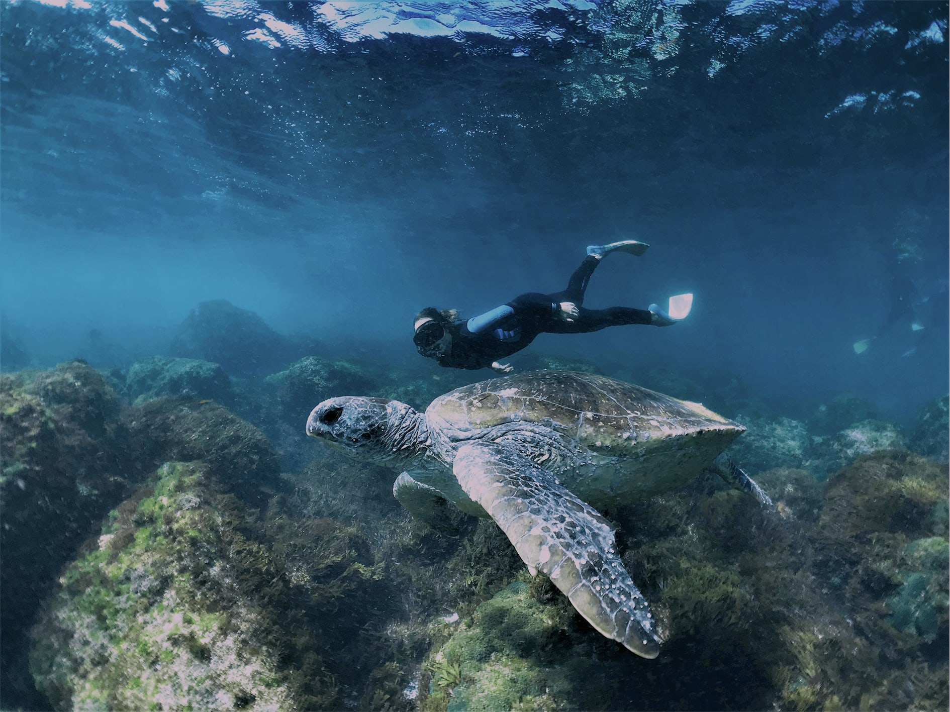 Swim with Turtles Gold Coast - Book Today