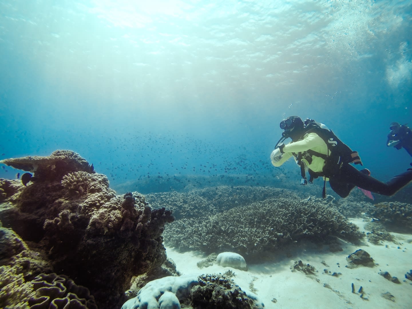 Flinders Reef Dive - Book Today