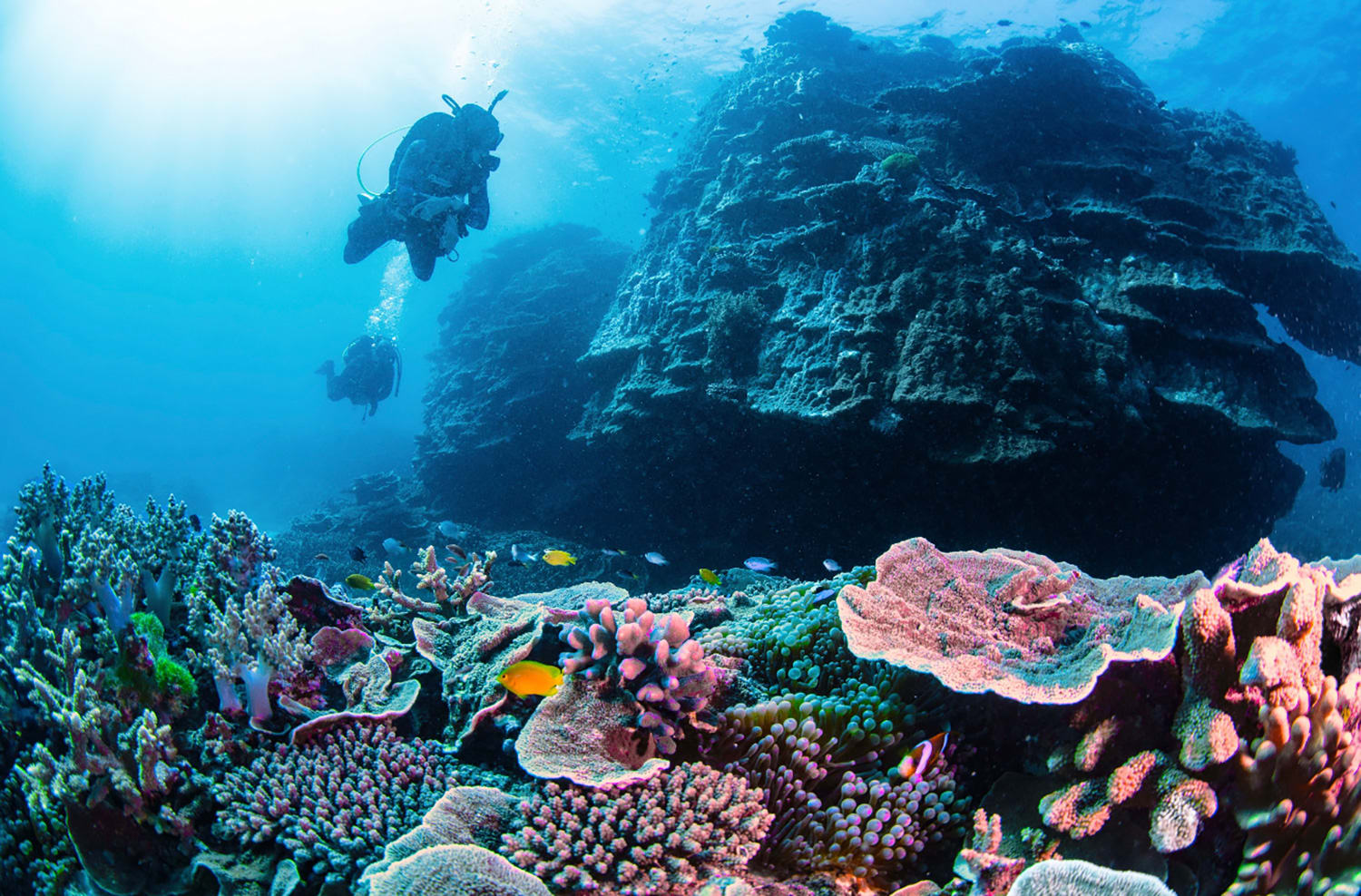 Reef Double Dive - Salty Swims - Book Now