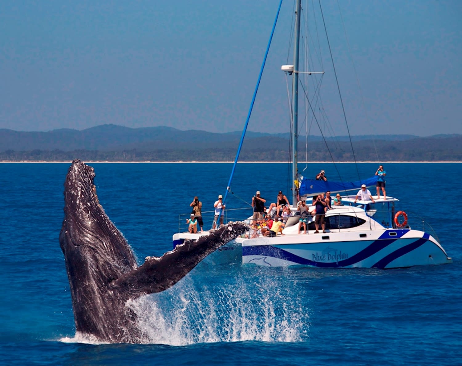 Blue Dolphin Whale Watching - Book Today