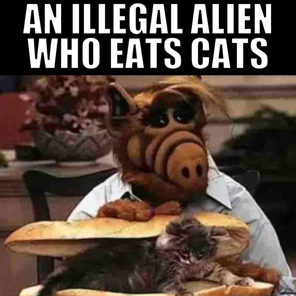 20 Best Memes From The Trump Vs. Harris Presidential Debate