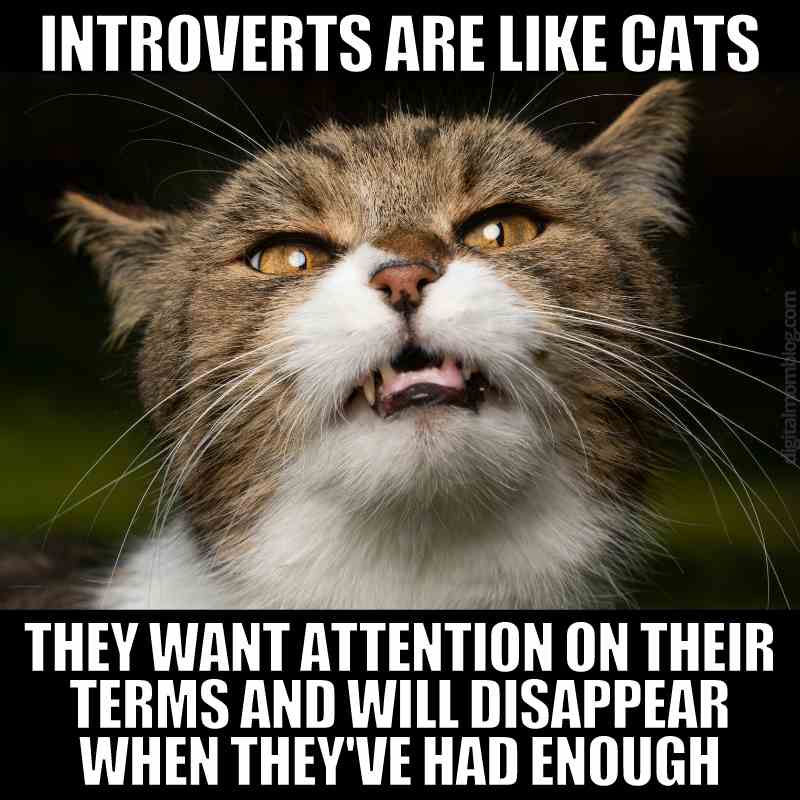 50 Funny Introvert Memes That Will Make You Say OMG Thats Me