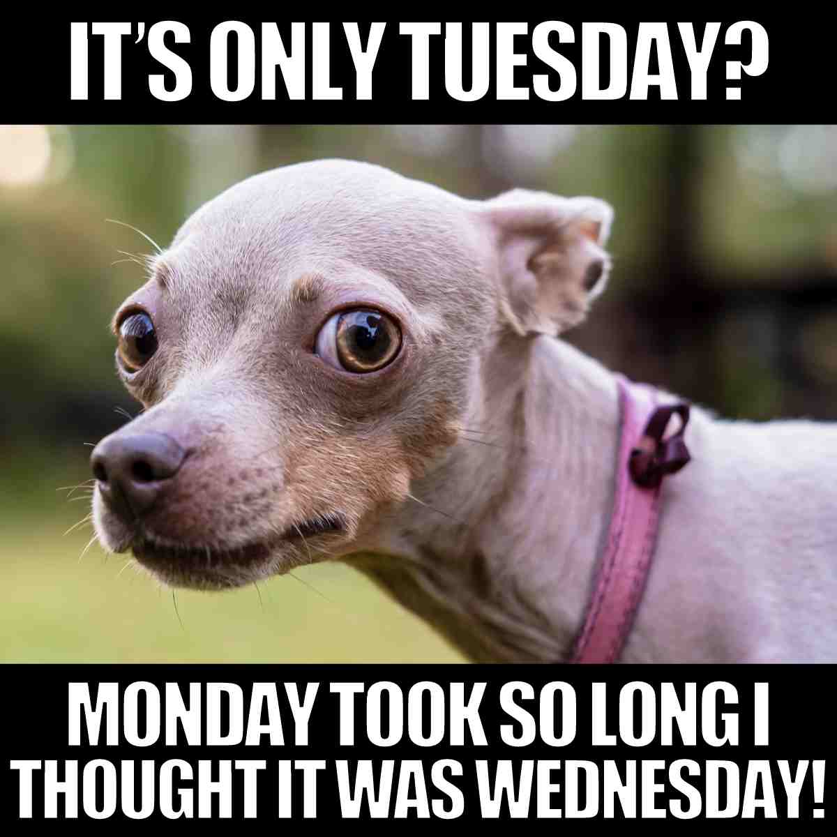 25 Best Tuesday Memes And Images To Brighten Your Week